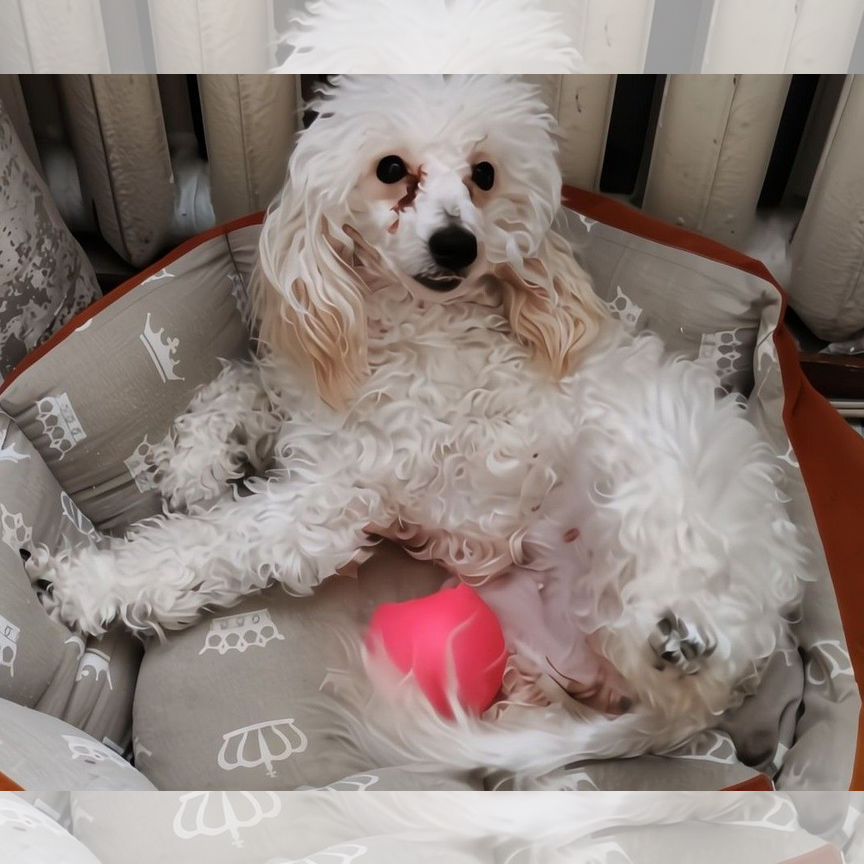 Пудель, взрослая собака