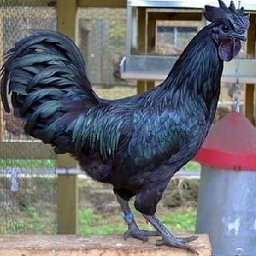 Петух черный ухейилюй