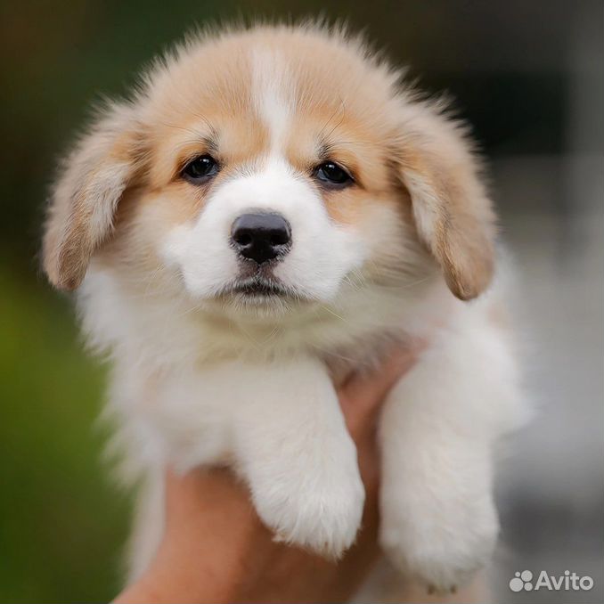 Мальчишки вельш корги пемброк 2 мес