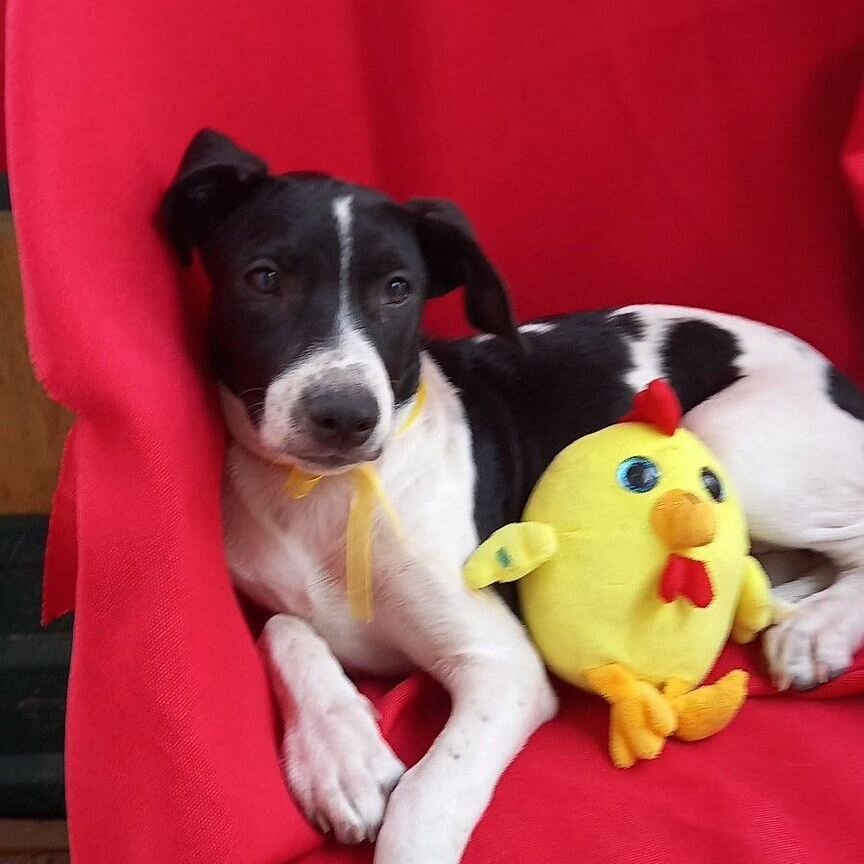 Щенок в добрые руки