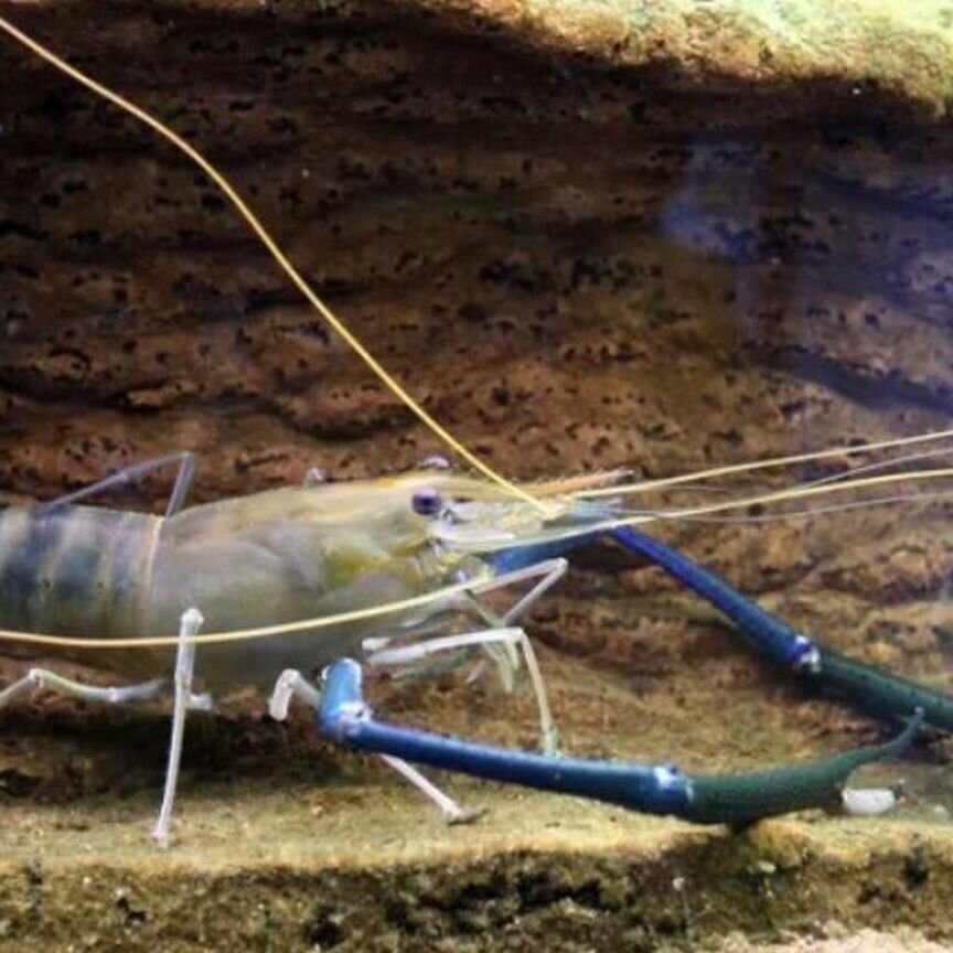 Креветка розенберга