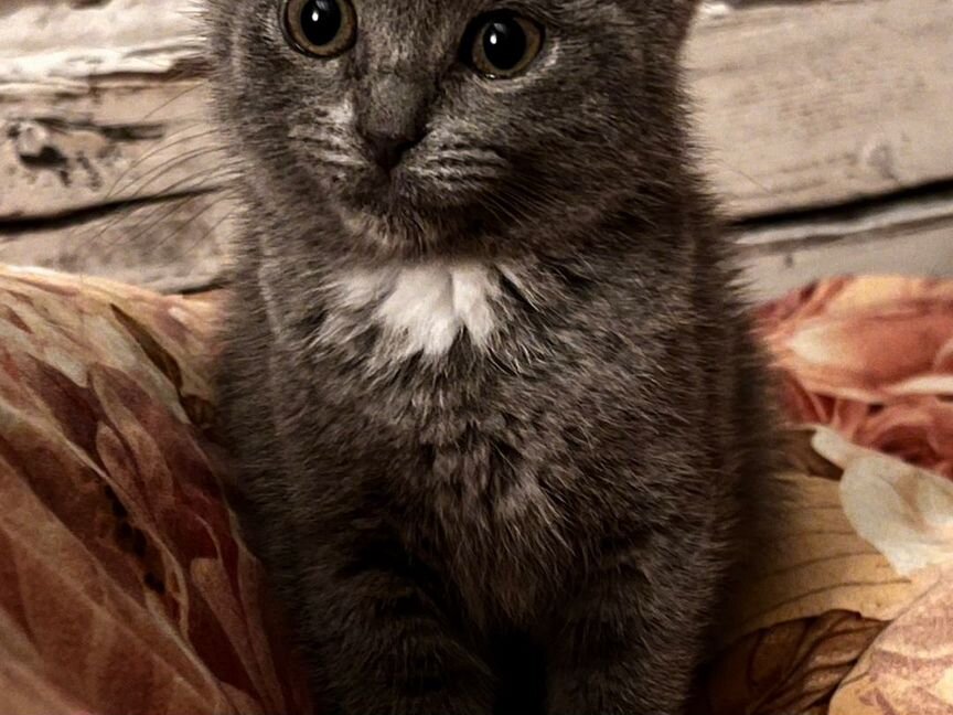 Котята в добрые руки бесплатно