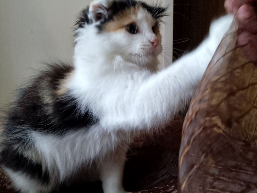 Котёнок Муся