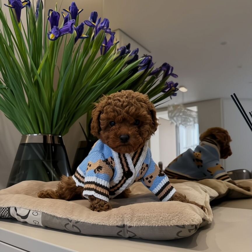 Мальтипу, щенок