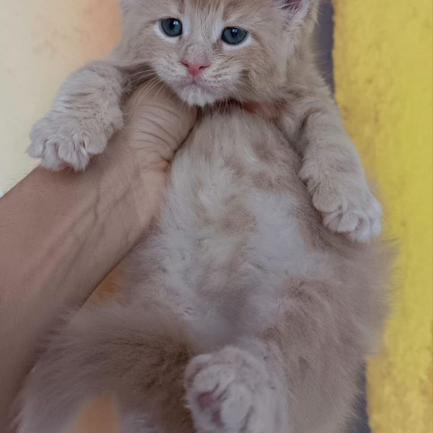 Кремовая кошечка мейн-кун