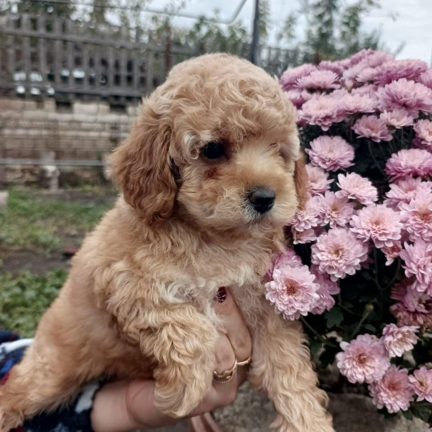 Детки тойчики