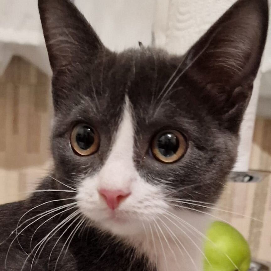 Котенок Феликс суперактивый ребенок