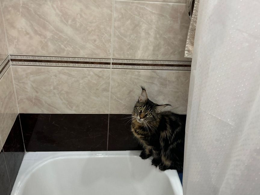 Котенок мейн кун