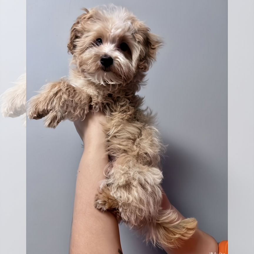 Мальтипу, щенок