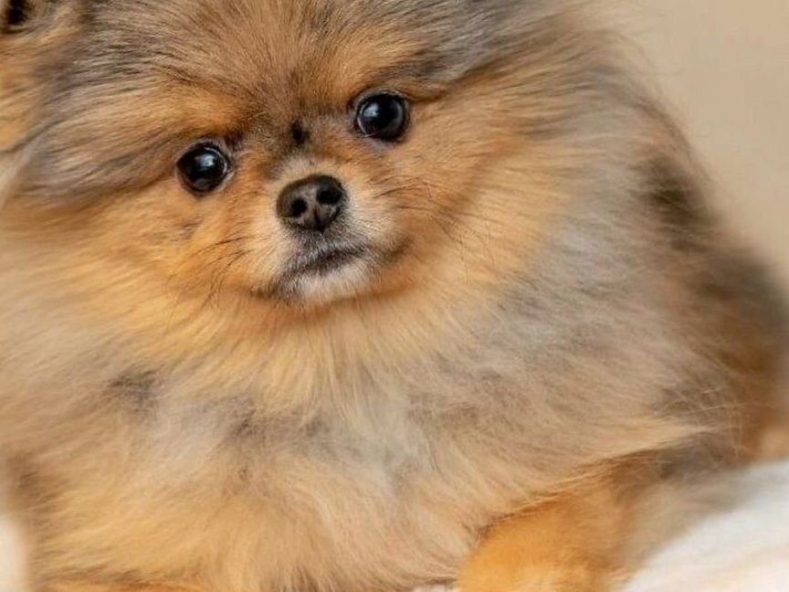 Померанский шпиц