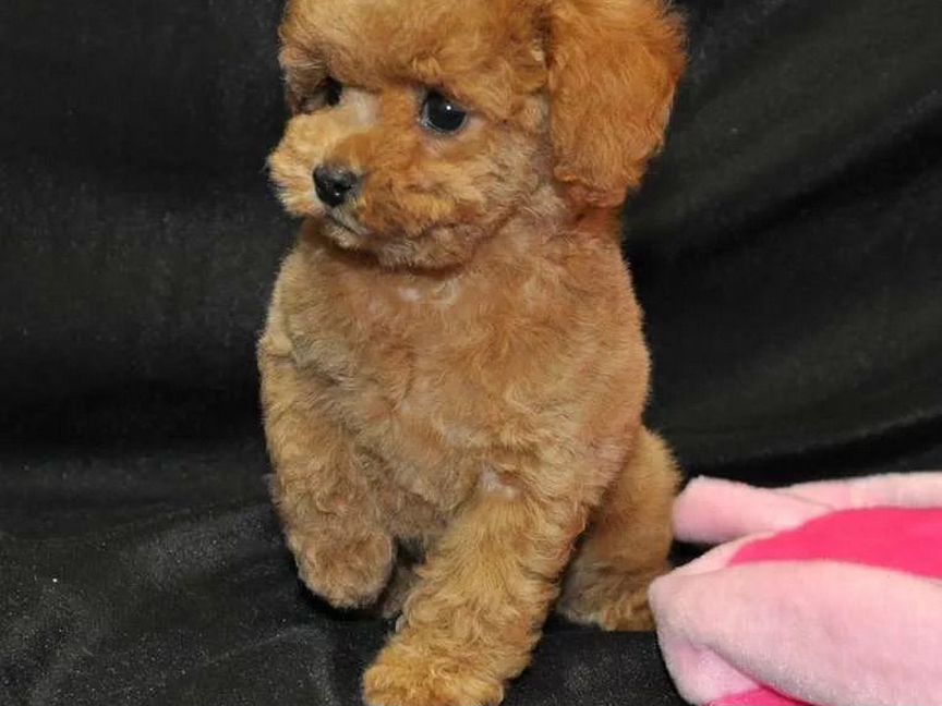 Мальтипу мальчишки мини персик и красный