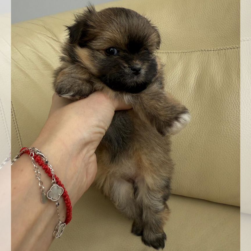 Щенки помапу