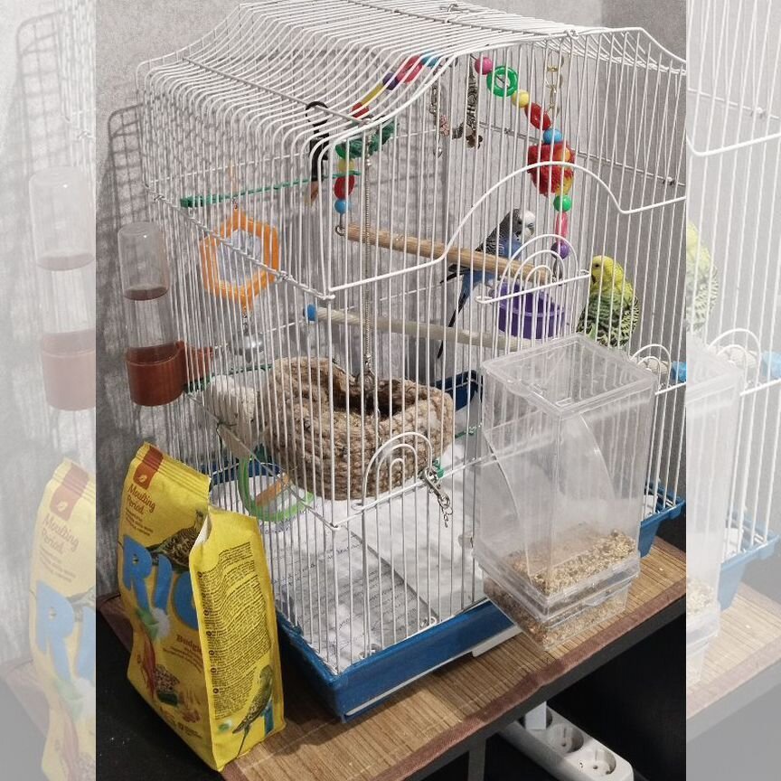 Волнистый попугайчики с клеткой
