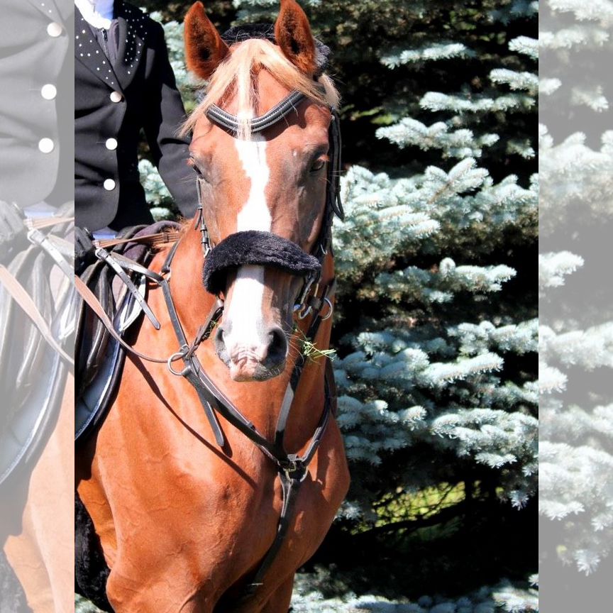 Лошадь амуниция