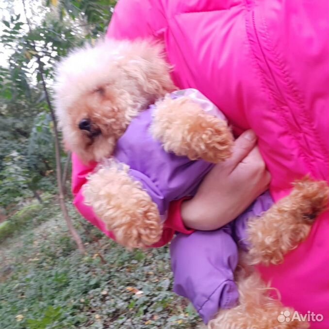 Мальтипу 6 мес мальчик