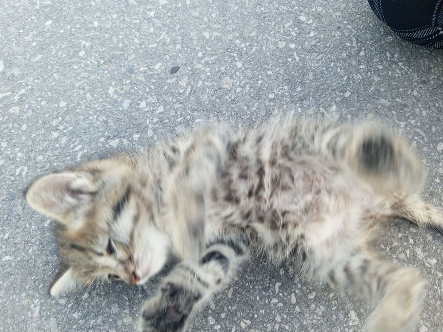 Котёнок полосатый