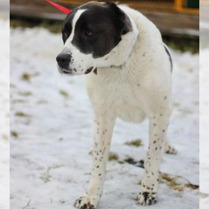 Взрослая собака в добрые руки