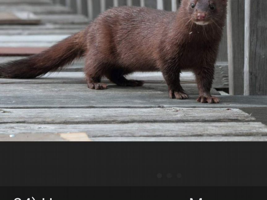 Доставка норок