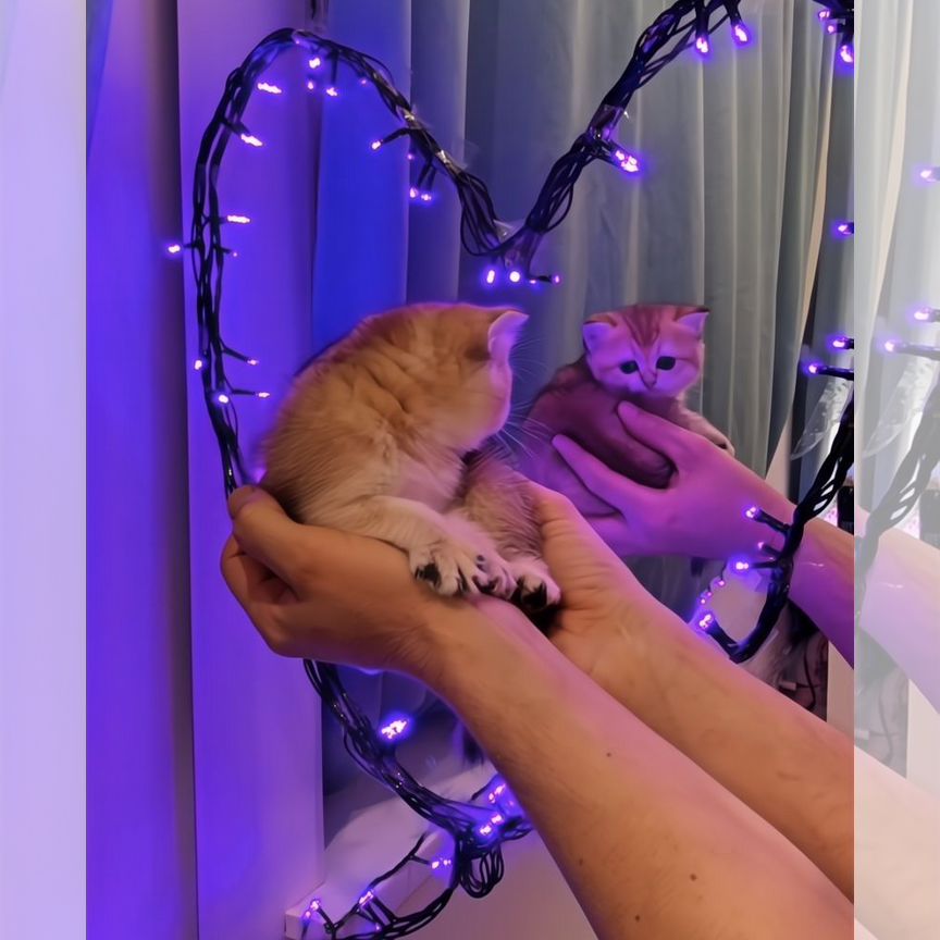 Шотландский вислоухий короткошёрстный котёнок