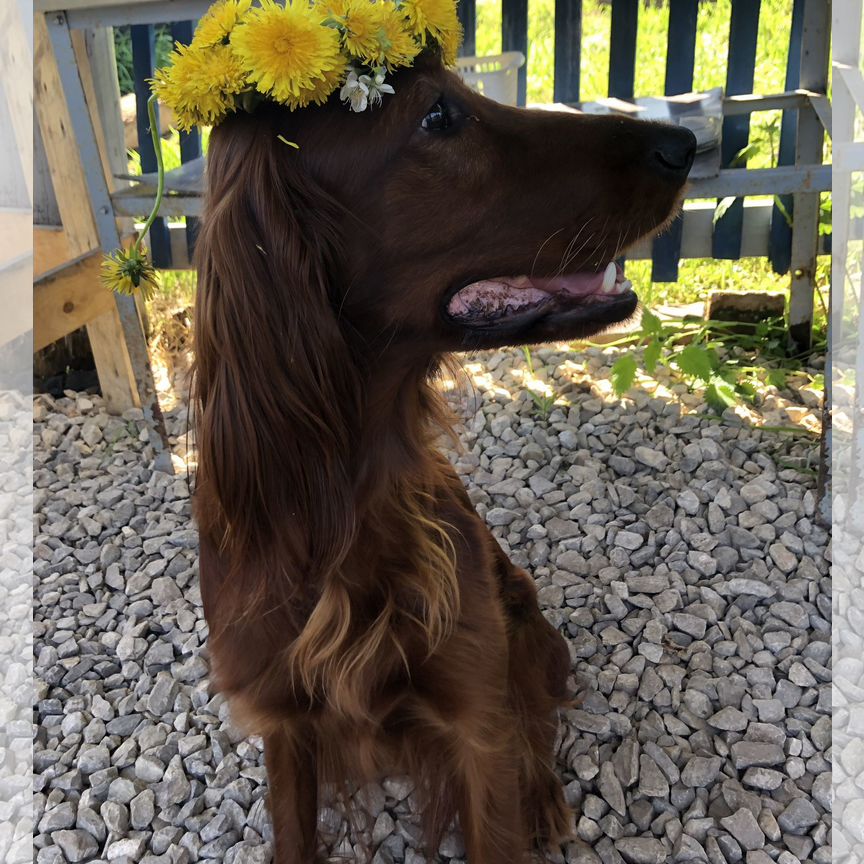 Ирландский сеттер, взрослая собака