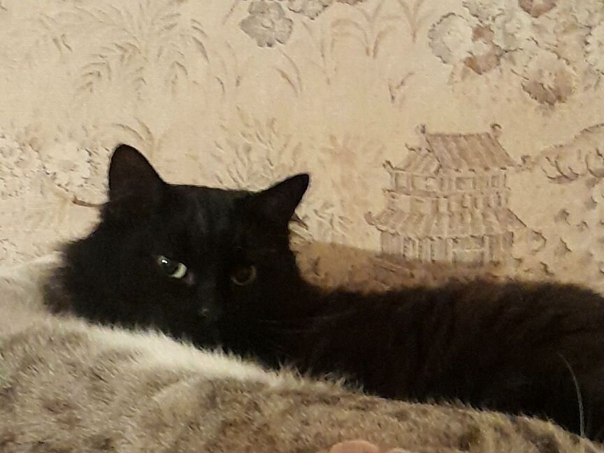 Молодой чёрный кот