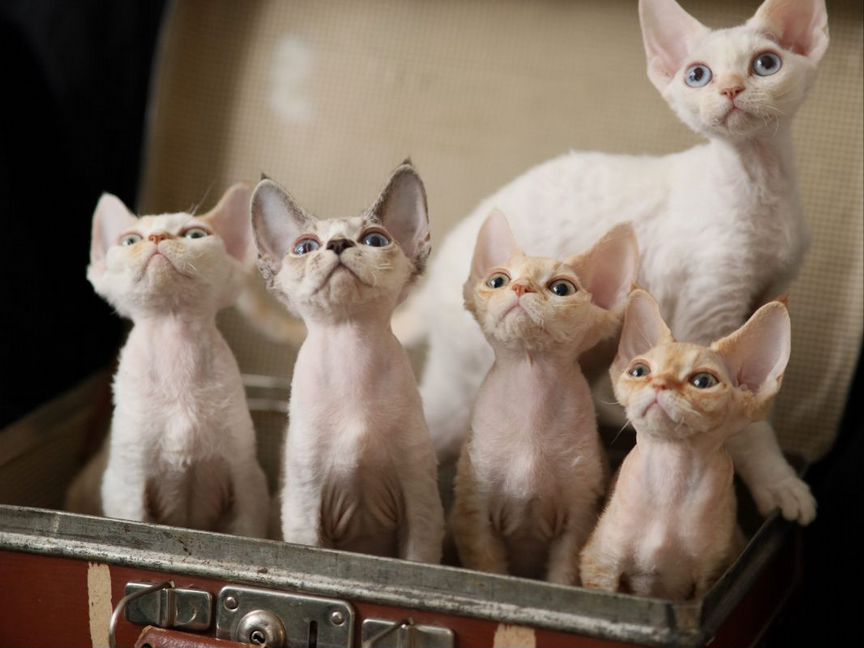 Котята