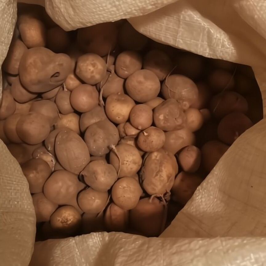 Картофель мелкий на корм животным