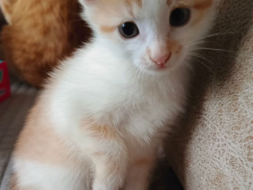 Отдадим котёнка в добрые руки