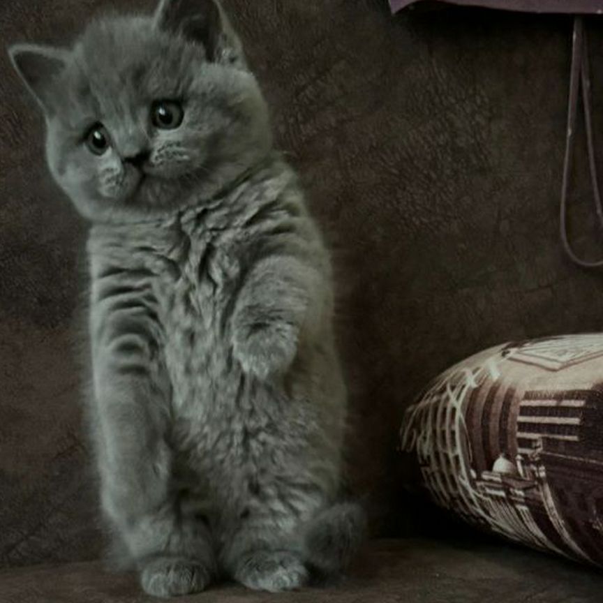 Шотландские вислоухие котята