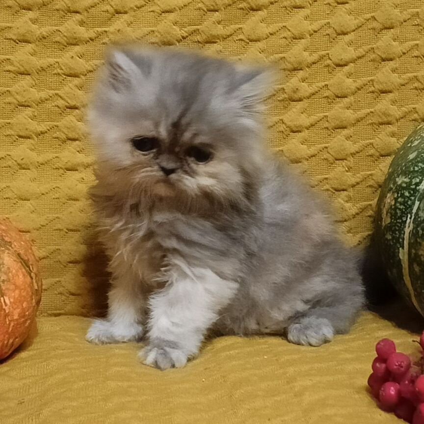 Персидский котёнок