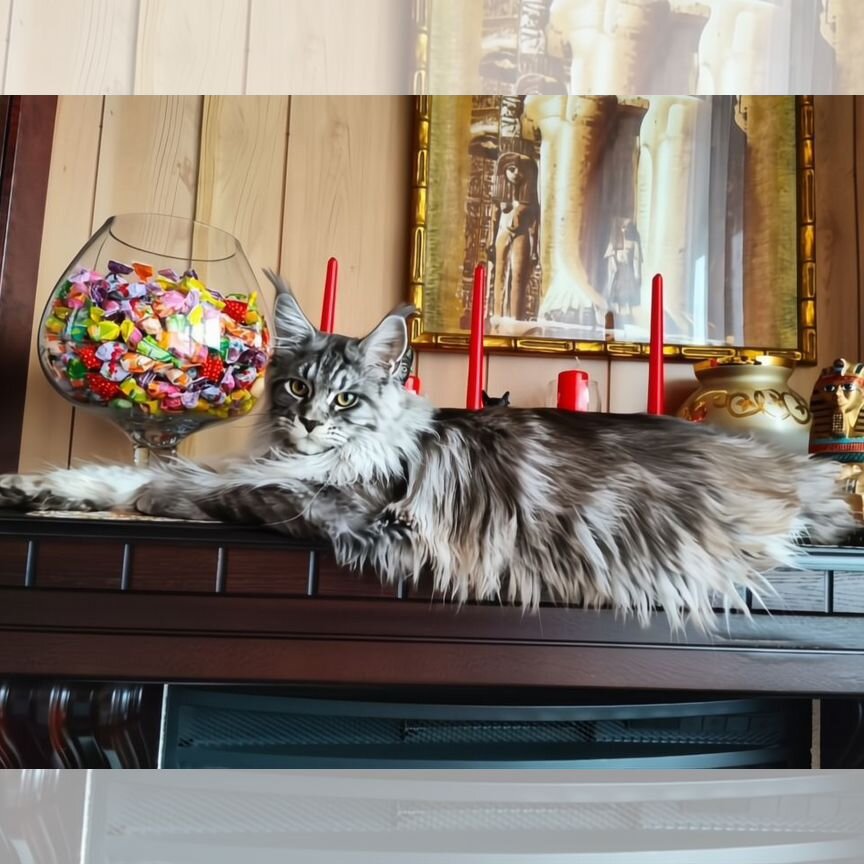 Мейн-кун котёнок