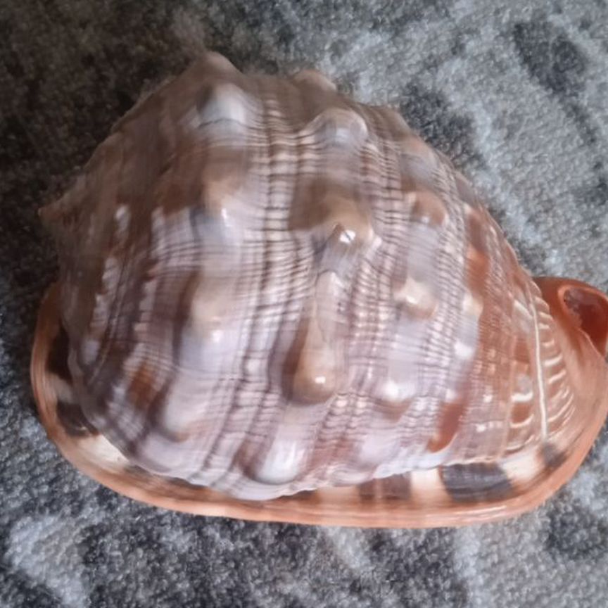 Ципрекассис Руфа морская раковина