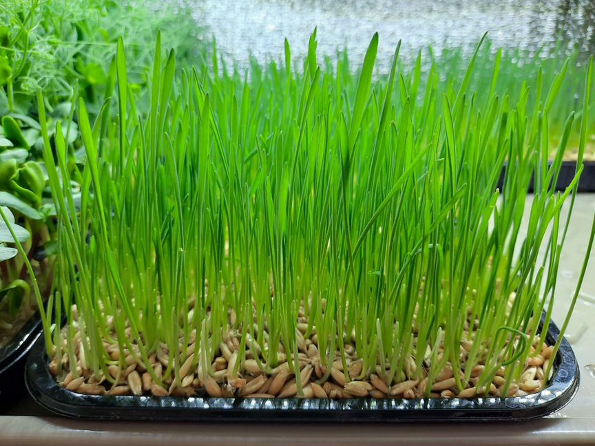 Травка для кошек, травка для животных