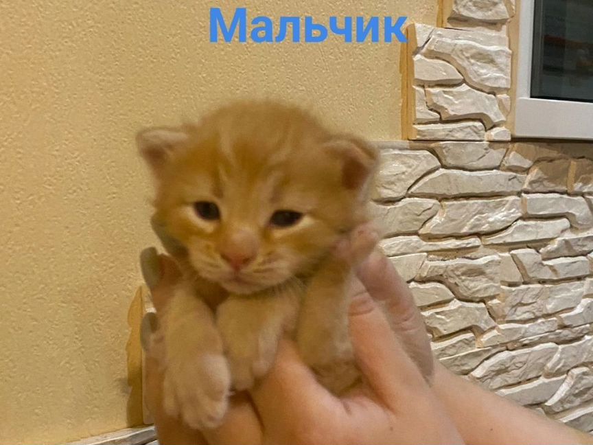 Котята мейн кун