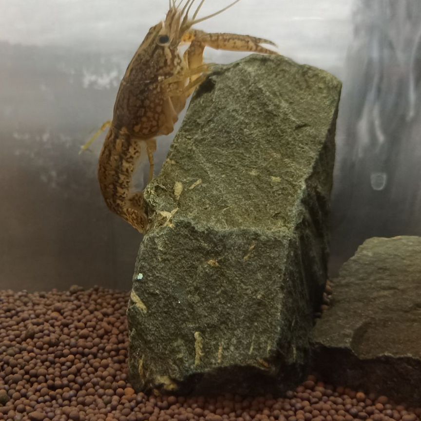 Аквариумные раки