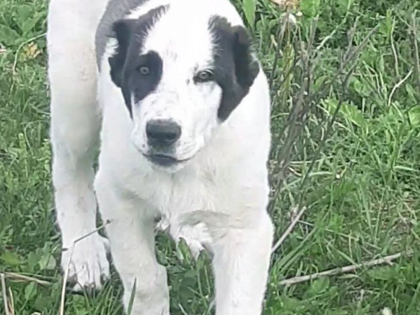 Среднеазиатская овчарка