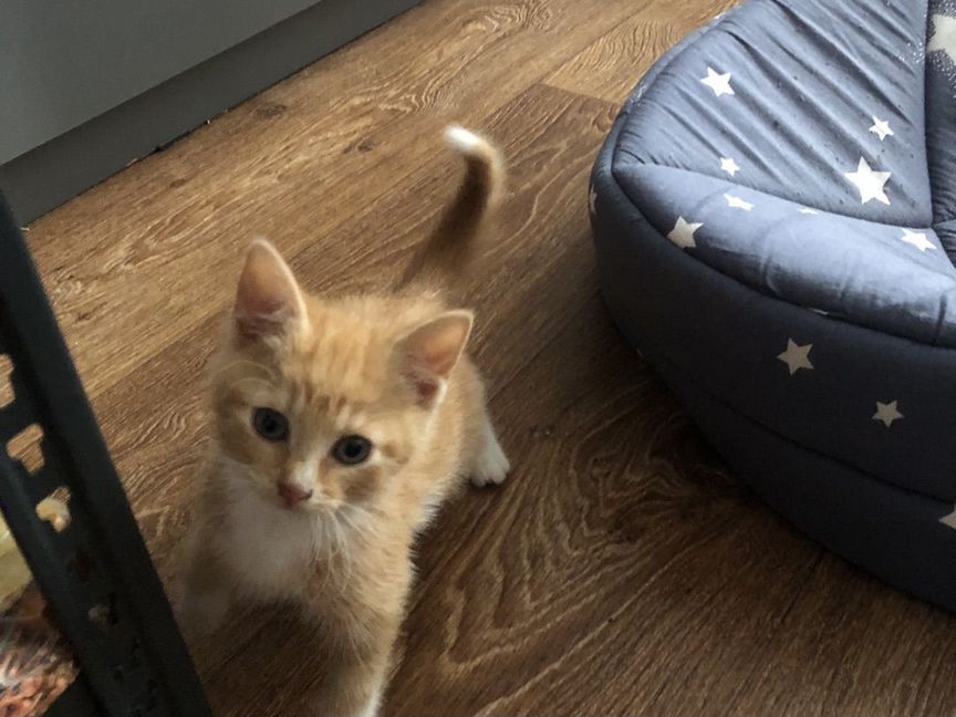 Котята рыжие бесплатно