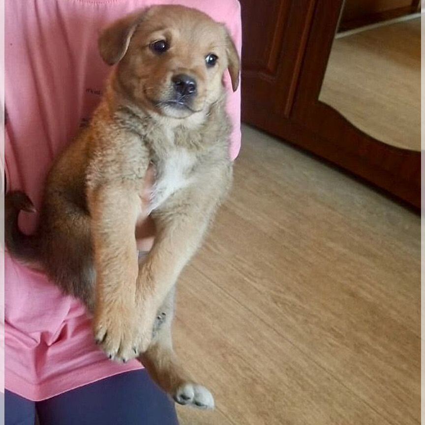 Щенок кобель бесплатно