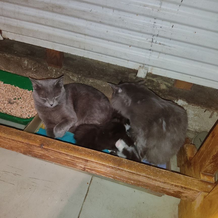 Котята в добрые руки