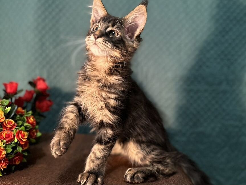 Мейн-кун котенок