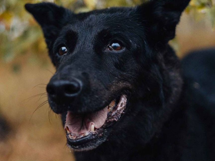 Заберите домой