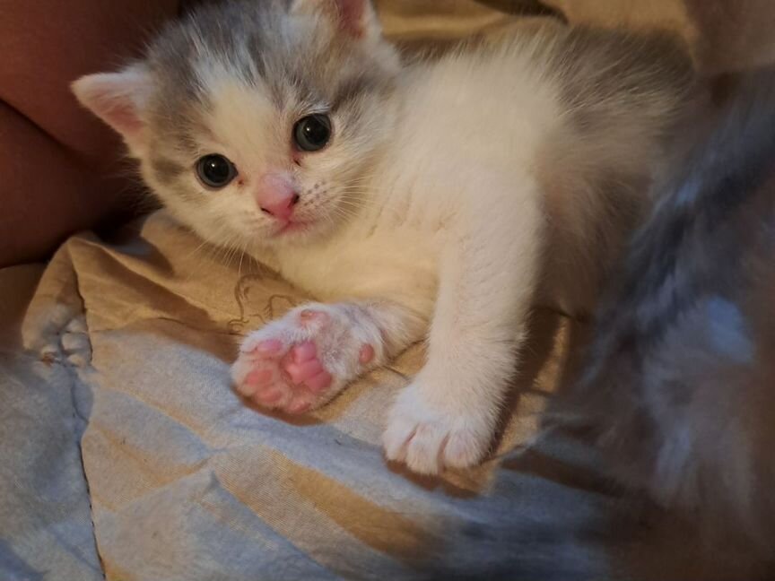 Котята мальчики отдам в добрые руки