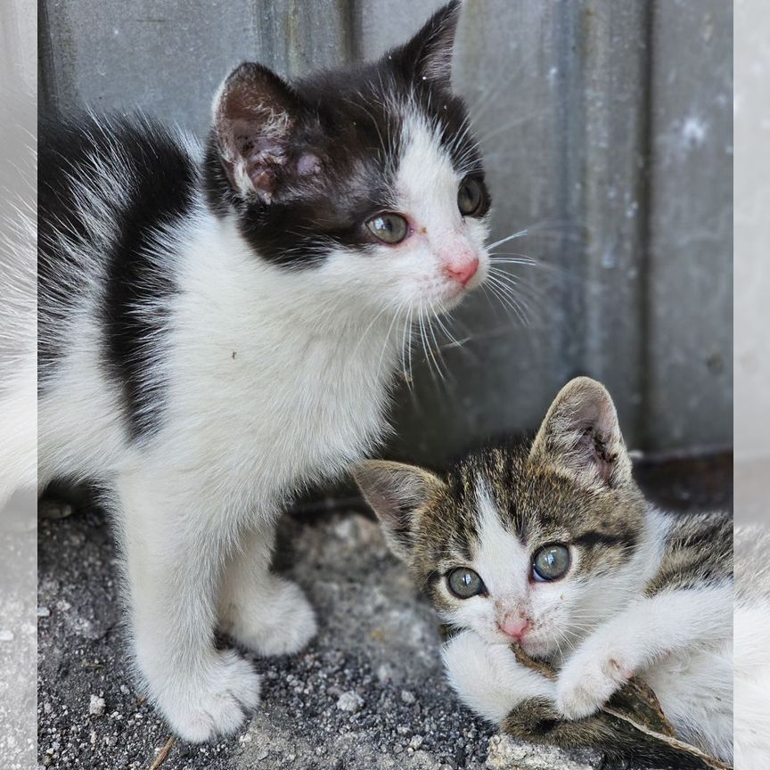 Котята в добрые руки