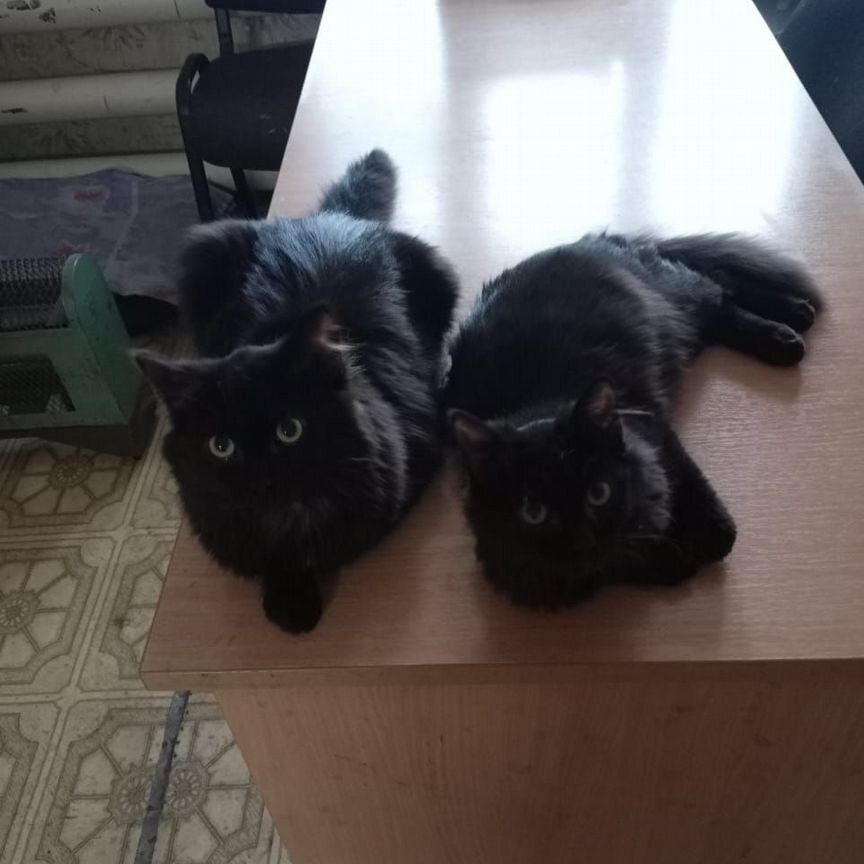 Кошки