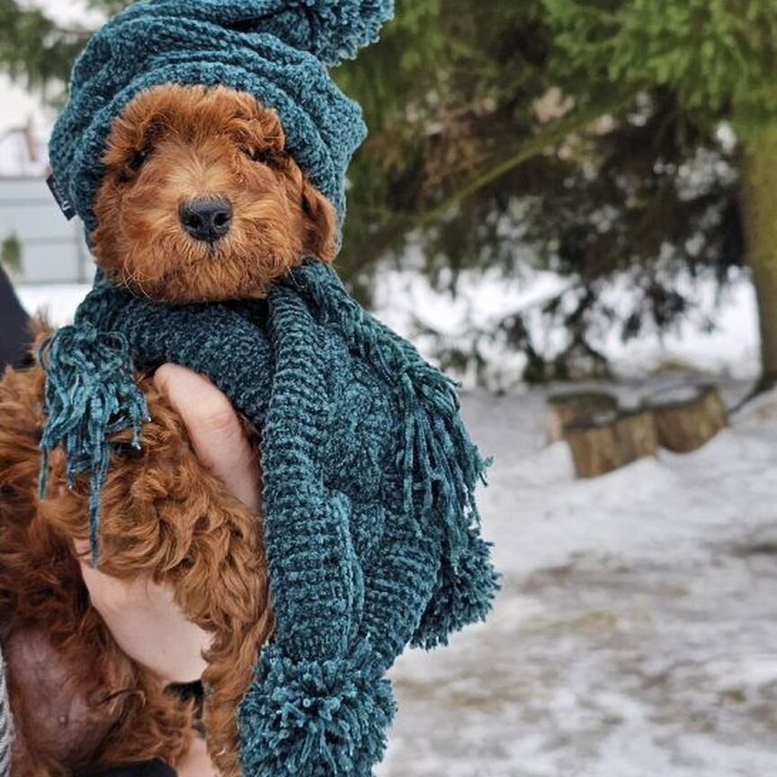 Мальчишка РКФ