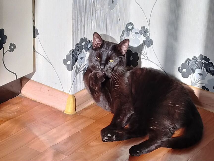 Кот Сэм