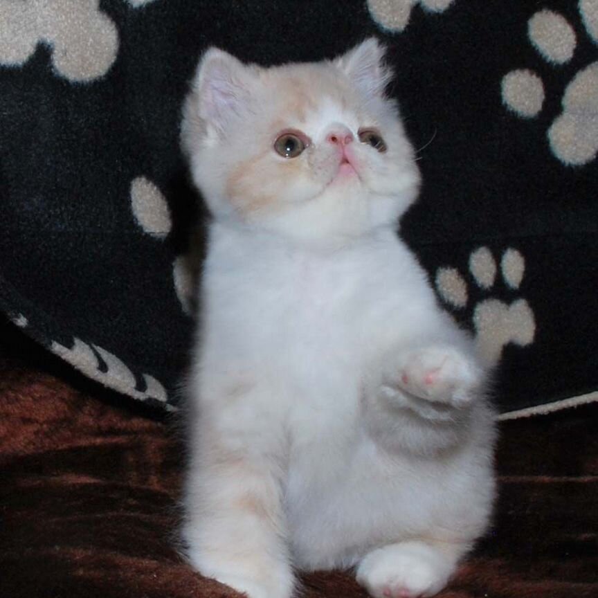 Котенок экзот красивый