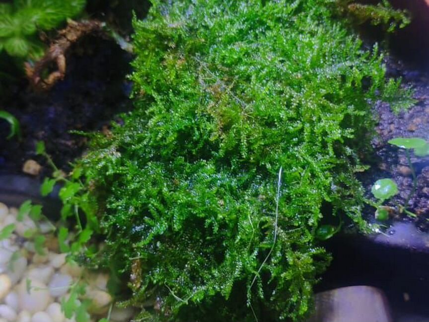 Мох аквариумный на лаве