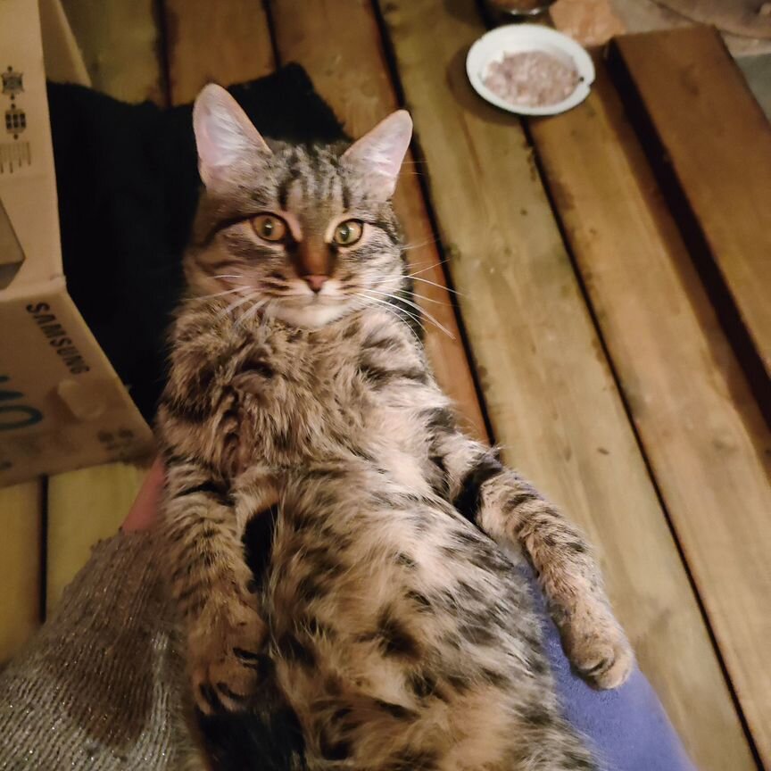 Кошечка ищет хозяев