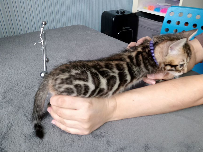 Бенгальские котята